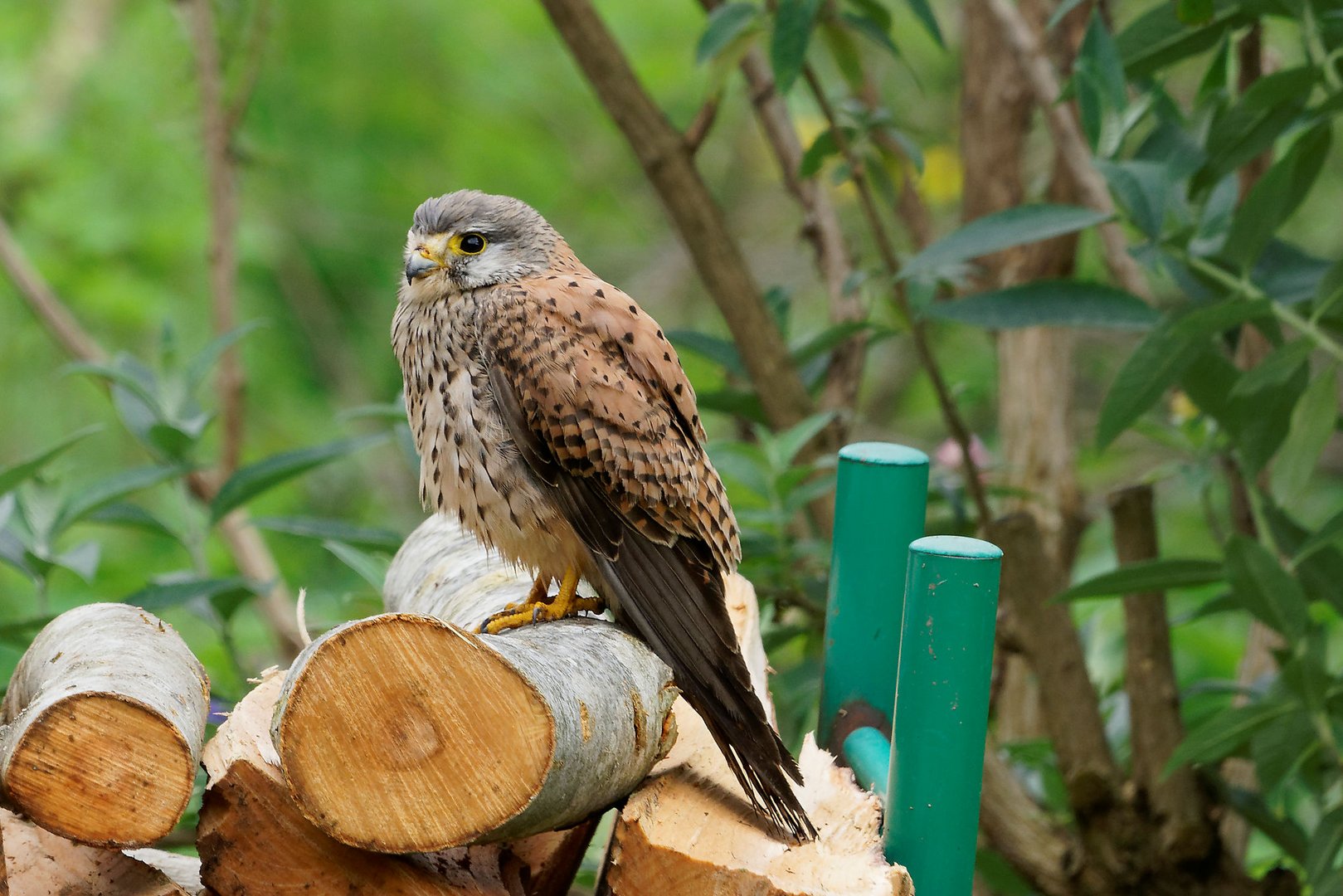Faucon Crécerelle photo et image | animaux, animaux sauvages, oiseaux ...