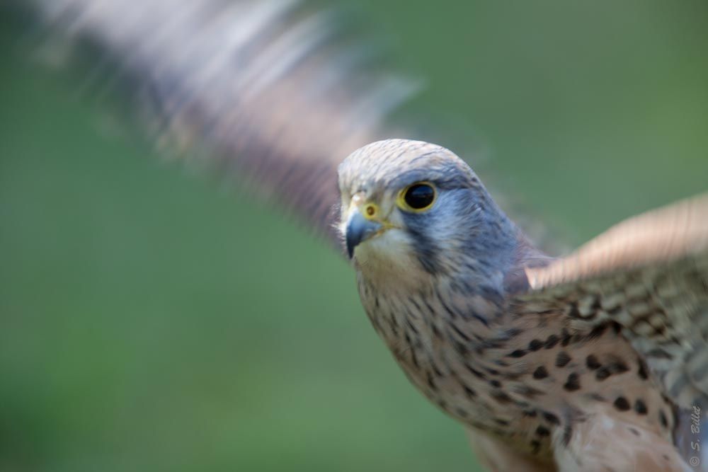 Faucon photo et image | animaux, zoo et animaux en captivité ...