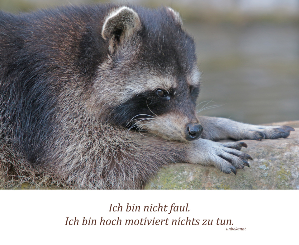 Faul Foto & Bild | spezial, emotionen, karten Bilder auf fotocommunity