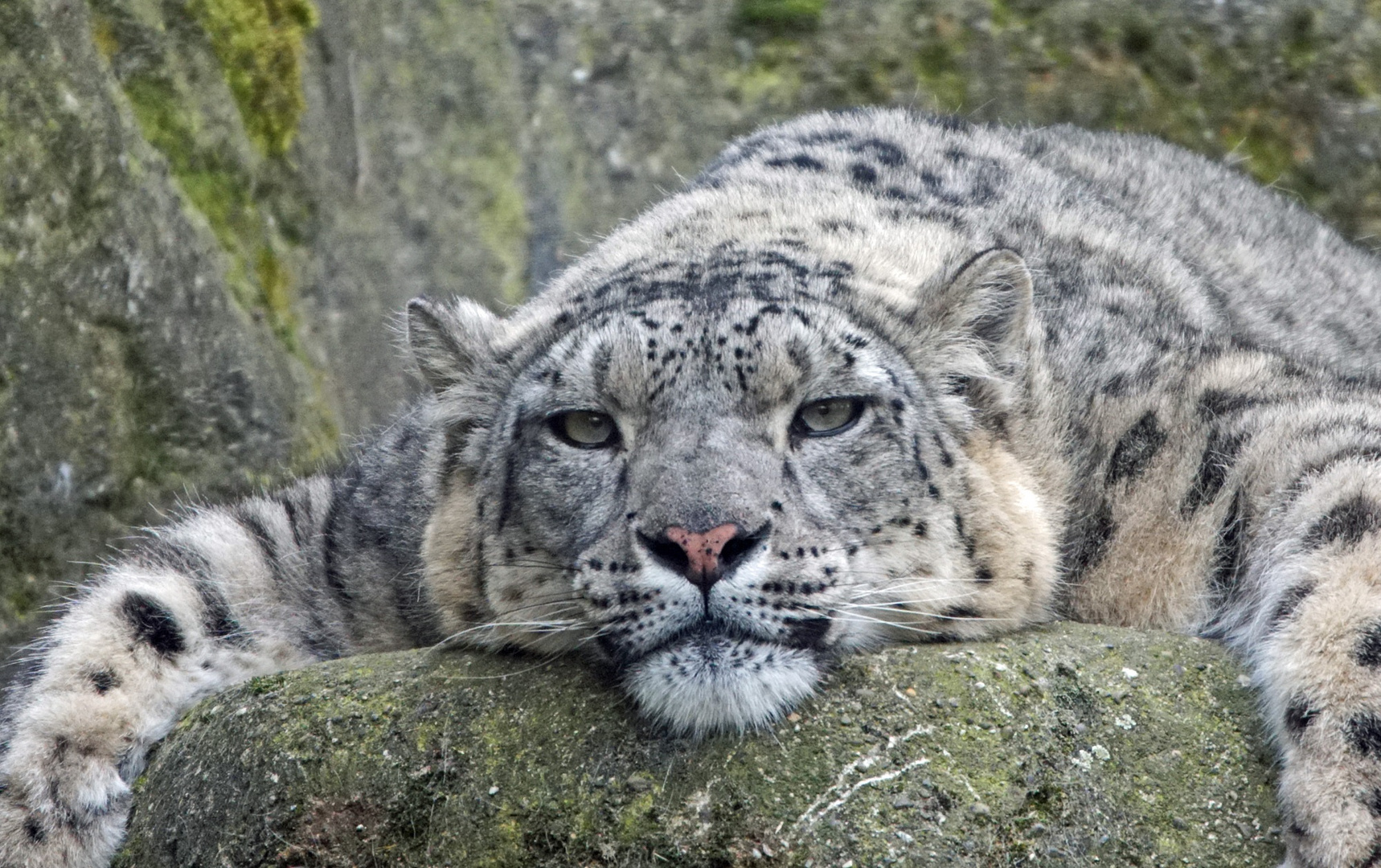 faul... Foto & Bild | tiere, zoo, wildpark & falknerei, tierdetails ...