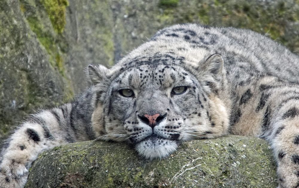 faul... Foto & Bild | tiere, zoo, wildpark & falknerei, tierdetails ...