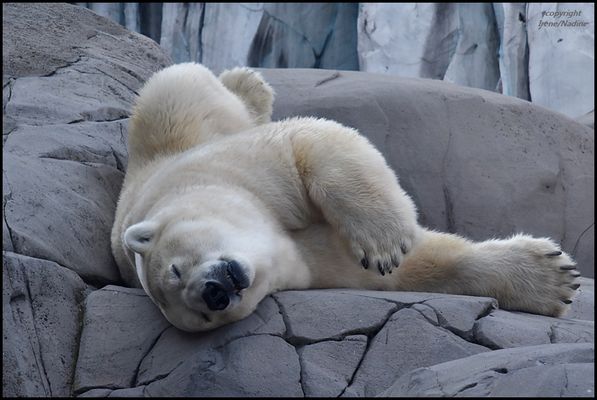 Bären Bilder & Fotos