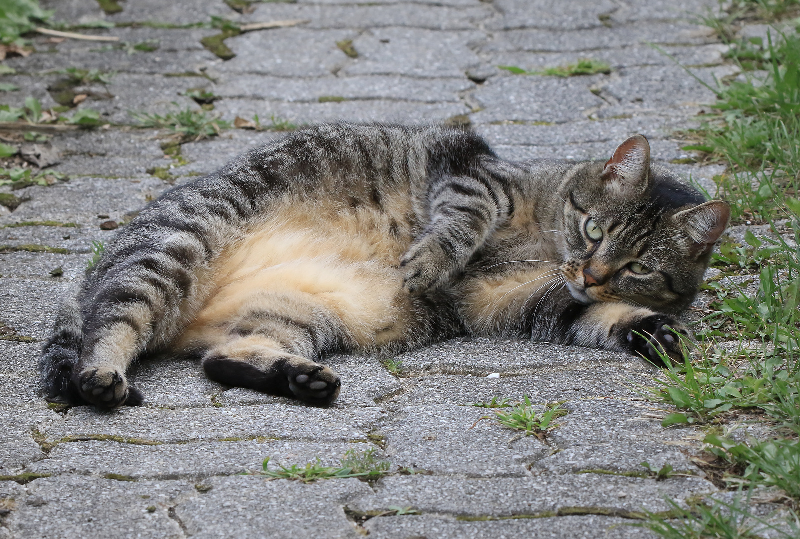 Faul und gemütlich... Foto & Bild | tiere, haustiere, katzen Bilder auf ...