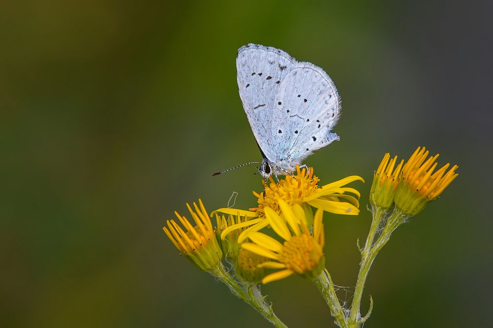 Faulbaum-Bläuling Foto & Bild | spezial, natur, insekten Bilder auf ...