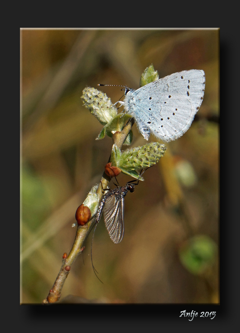 Faulbaum-Bläuling (Celestrina argiolus) Foto & Bild | tiere, wildlife ...