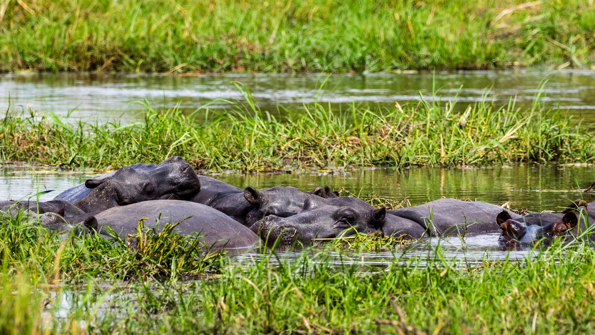 faule Bande Foto & Bild | africa, southern africa, tiere Bilder auf ...