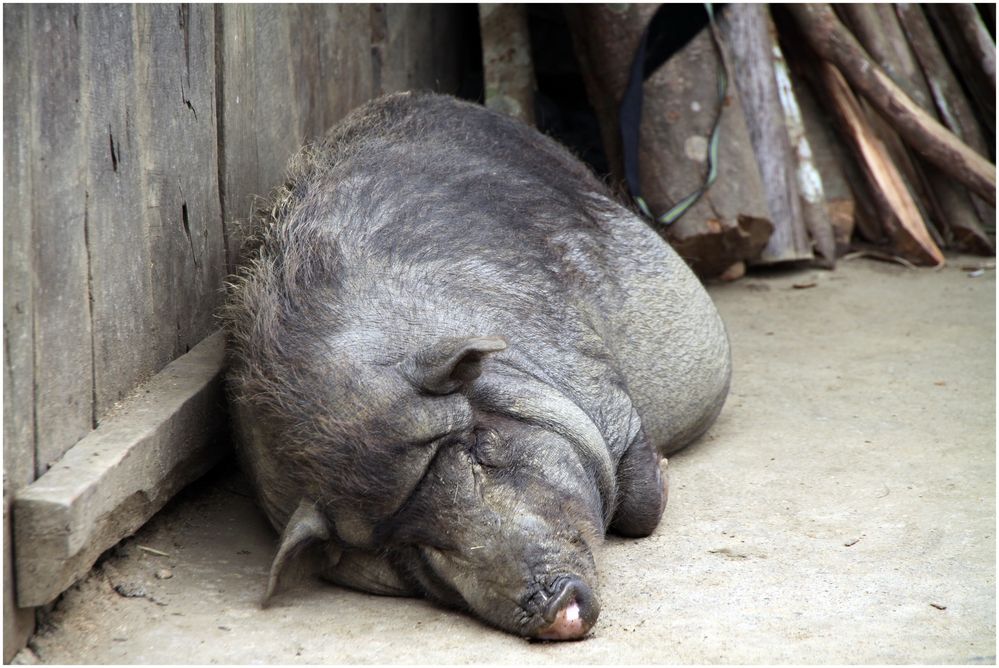 Faule Sau Foto & Bild | tiere und pflanzen, fotos, world Bilder auf ...