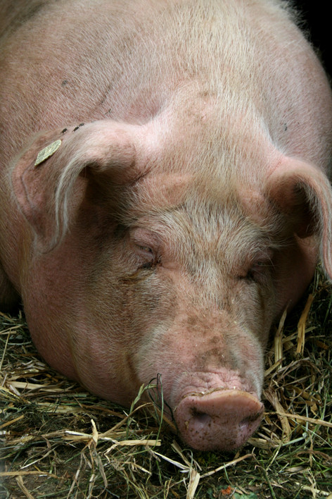 faule sau Foto & Bild | animals, farm animals, pets & farm animals ...