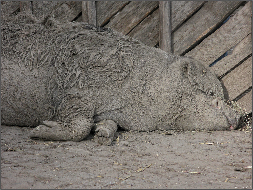 faule Sau Foto & Bild | tiere, natur Bilder auf fotocommunity