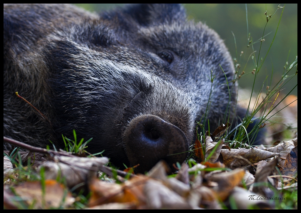 " faule Sau " Foto & Bild | tiere, wildlife, säugetiere Bilder auf ...