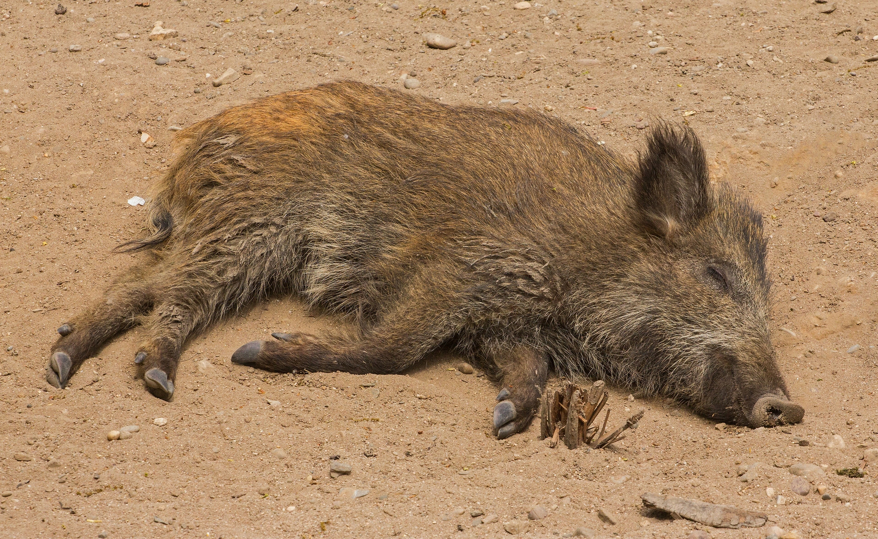 faule Sau Foto & Bild | world, spezial, natur Bilder auf fotocommunity