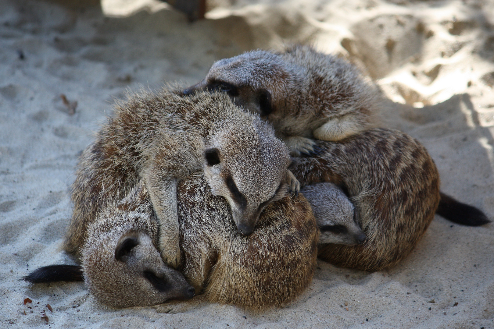 Fauler Haufen Foto & Bild | natur, tiere, youth Bilder auf fotocommunity