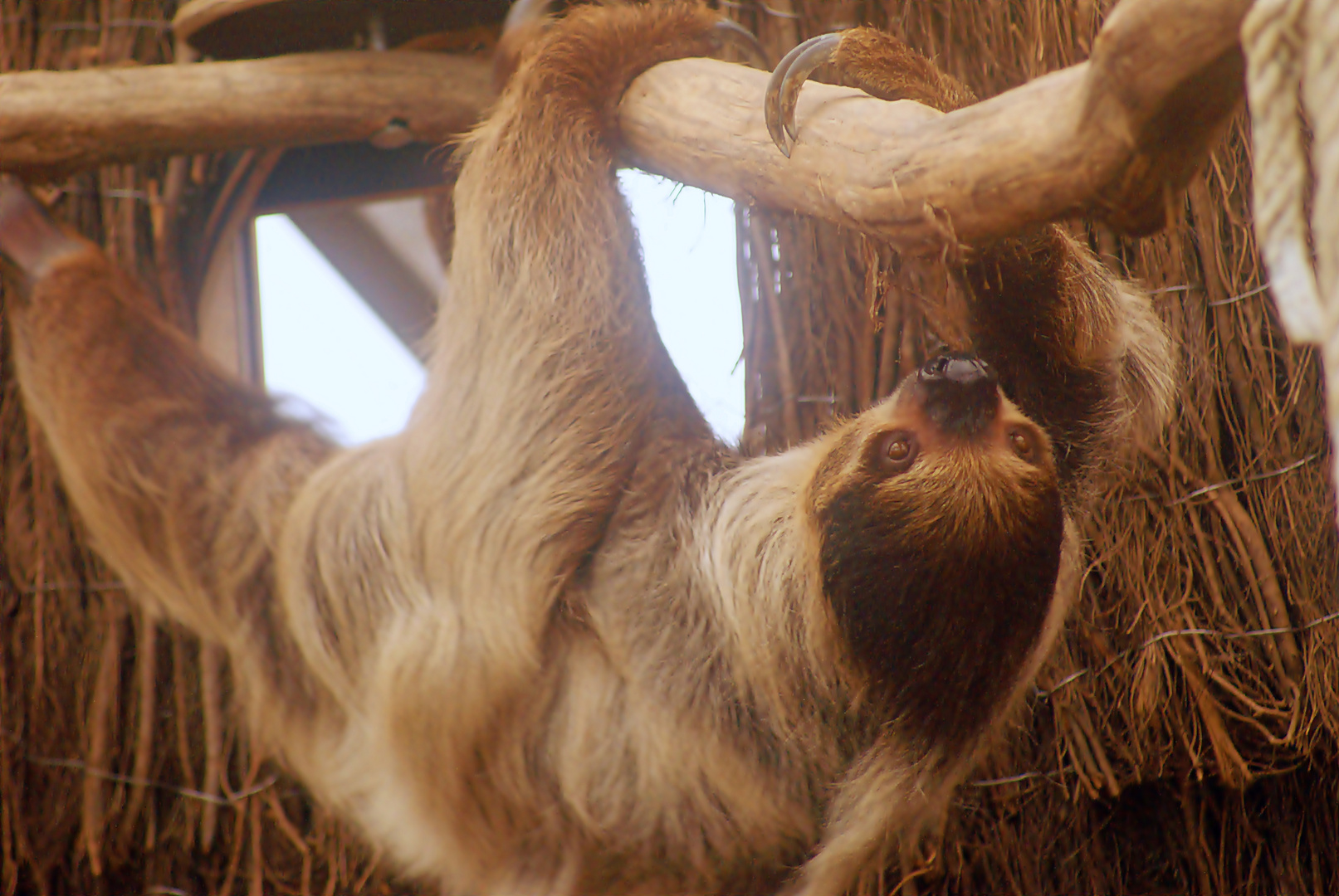 Faultier Foto & Bild | natur, portrait, tiere Bilder auf fotocommunity