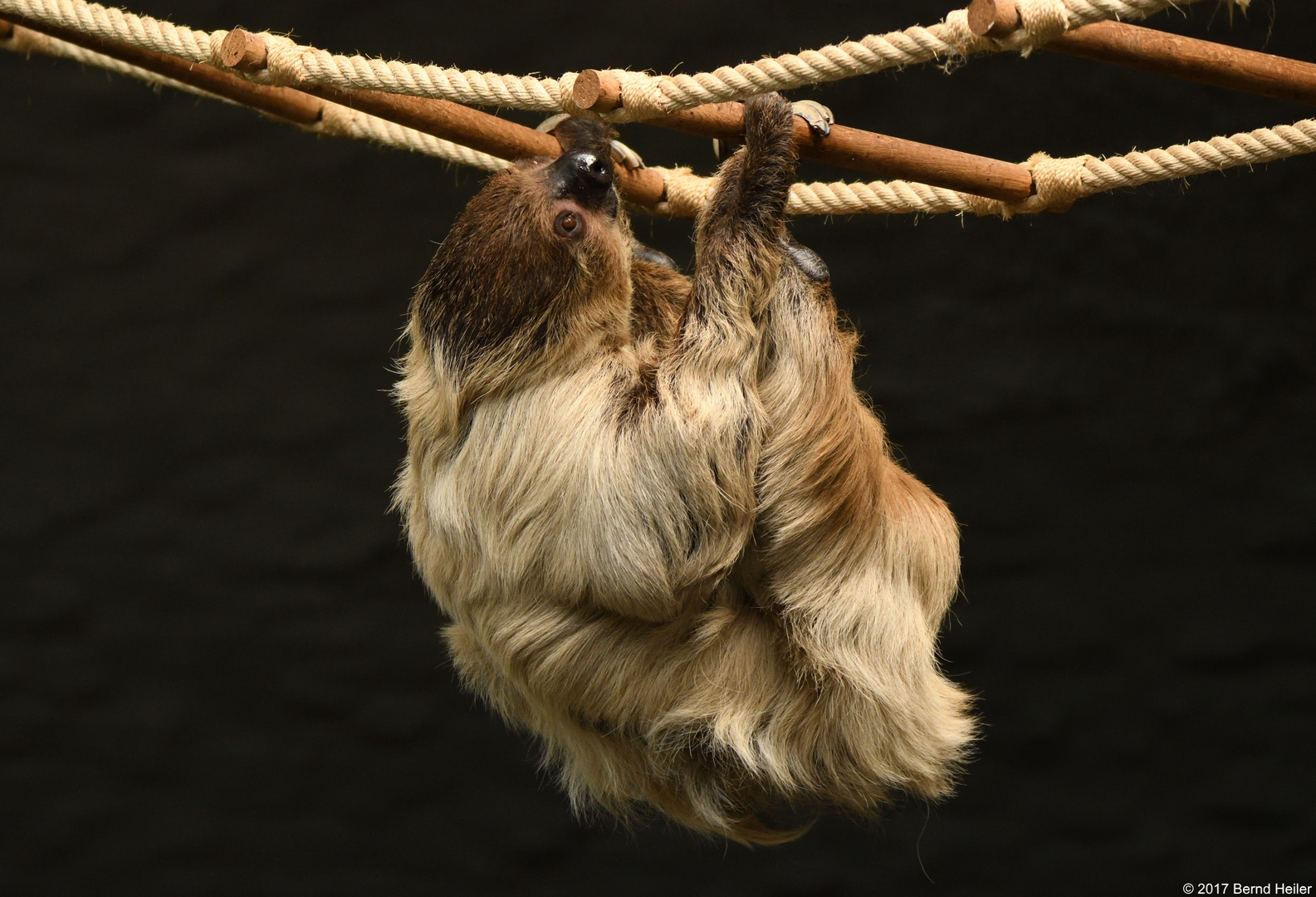 Faultier Foto & Bild | tiere, zoo, wildpark & falknerei, zoo Bilder auf ...