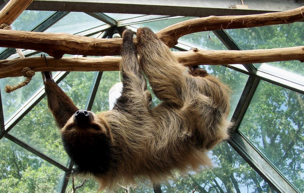 Faultier Foto & Bild | tiere, zoo, wildpark & falknerei, säugetiere ...