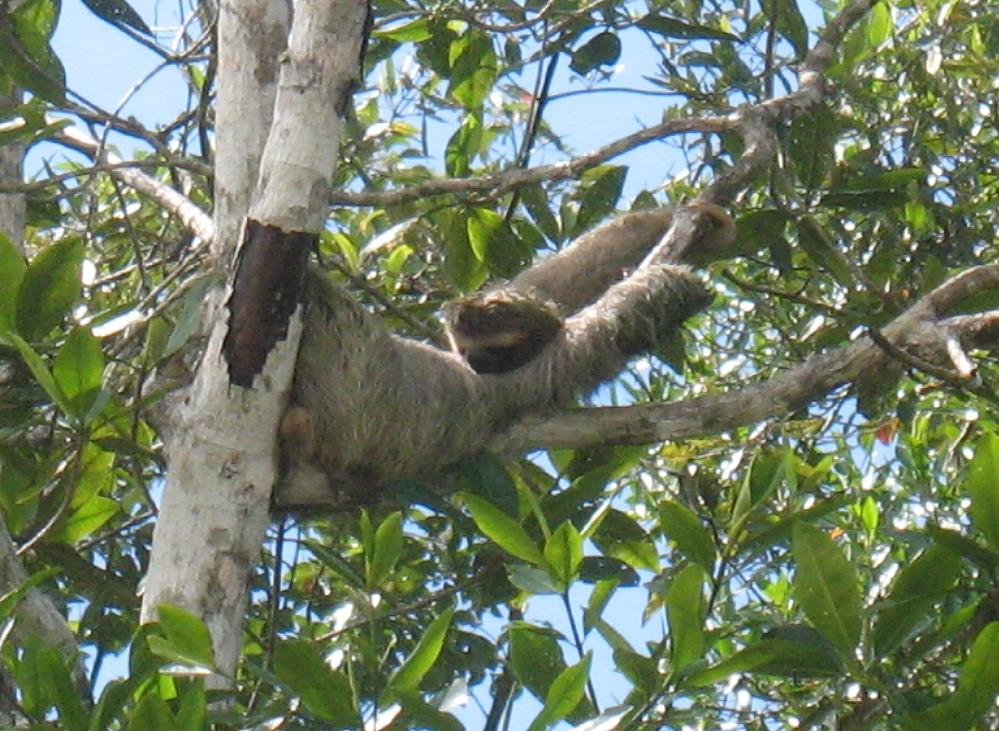 Faultier Foto & Bild | north america, central america, costa rica ...