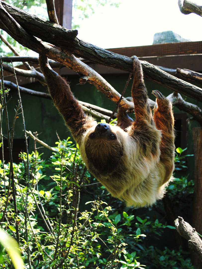 Faultier. Foto & Bild | natur, tiere, zoo Bilder auf fotocommunity