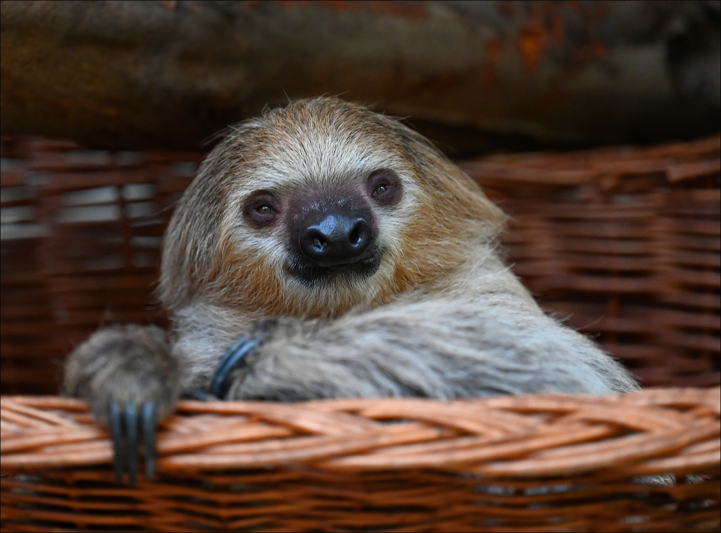 Faultier Foto & Bild | tiere, zoo, wildpark & falknerei, säugetiere ...