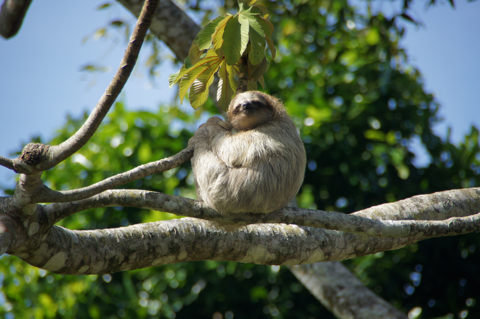 Faultier Foto & Bild | north america, central america, costa rica ...