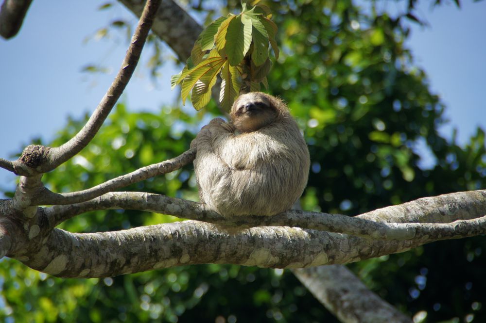 Faultier Foto & Bild | north america, central america, costa rica ...
