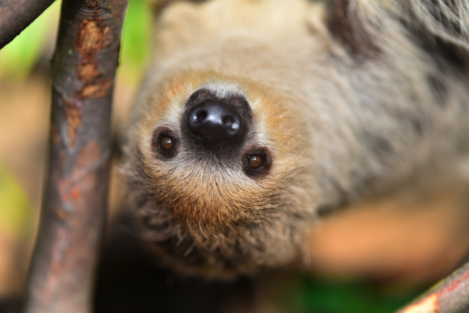 Faultier Foto & Bild | fotos, photography, natur Bilder auf fotocommunity