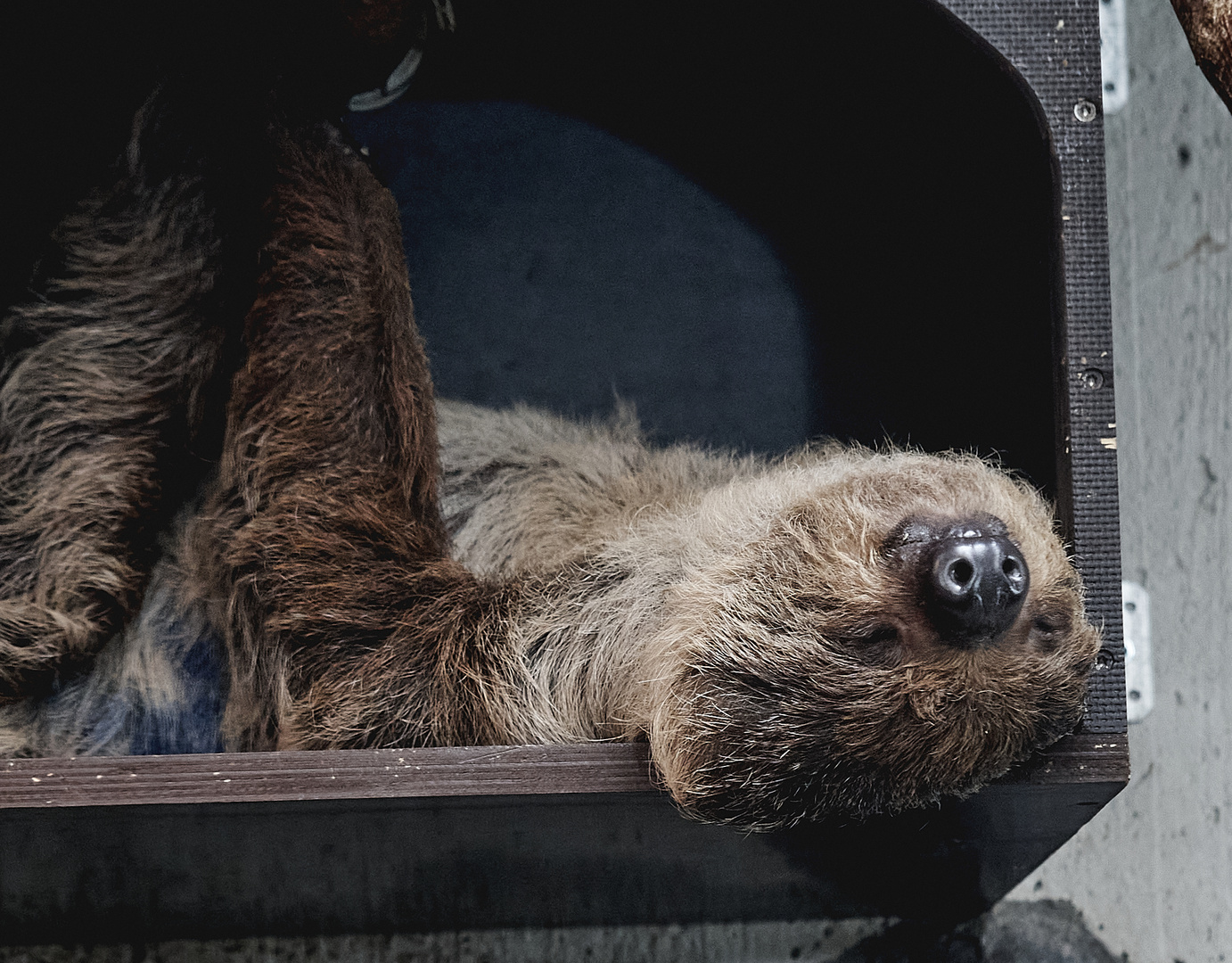 Faultier bei der Arbeit Foto & Bild | tiere, zoo, wildpark & falknerei ...