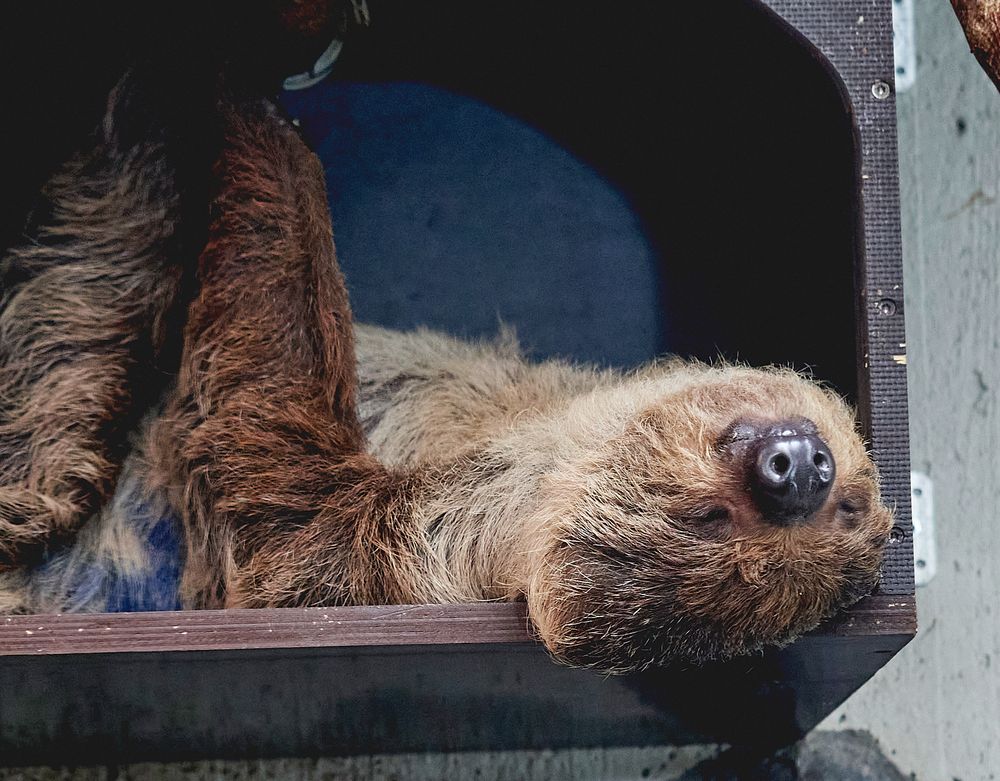 Faultier bei der Arbeit Foto & Bild | tiere, zoo, wildpark & falknerei ...