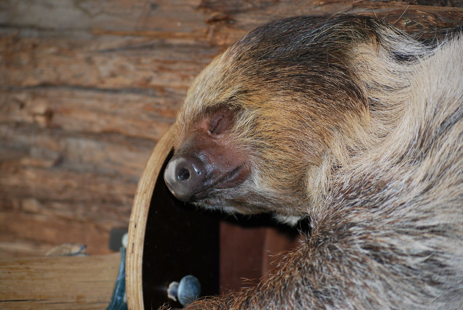 Faultier Foto & Bild | archiv, city night line, archiv 2009 - 2010 ...