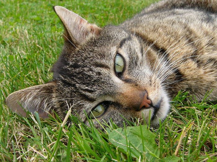 Faultier? Foto & Bild | tiere, haustiere, katzen Bilder auf fotocommunity
