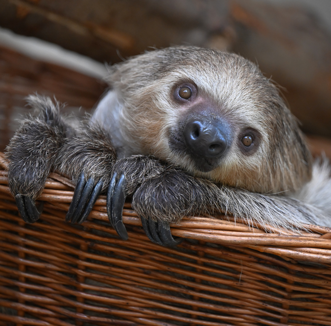 Faultier Foto & Bild | bilder, fotos, nikon Bilder auf fotocommunity