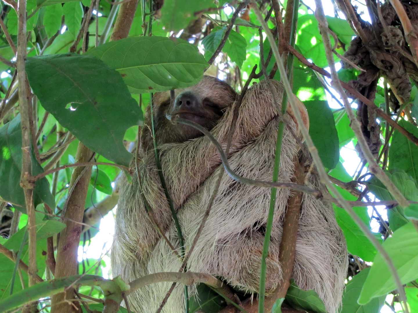 Faultier in Costa Rica Foto & Bild | tiere, wildlife, säugetiere Bilder ...