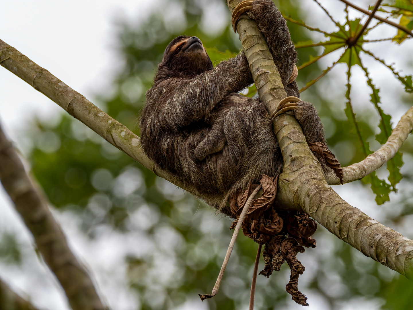 Faultier mit Baby Foto & Bild | north america, central america, tiere ...