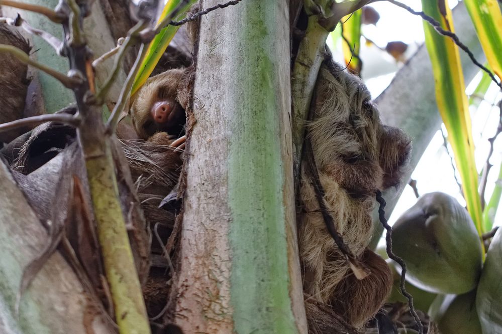 Faultier_1 Foto & Bild | world, natur, tiere Bilder auf fotocommunity