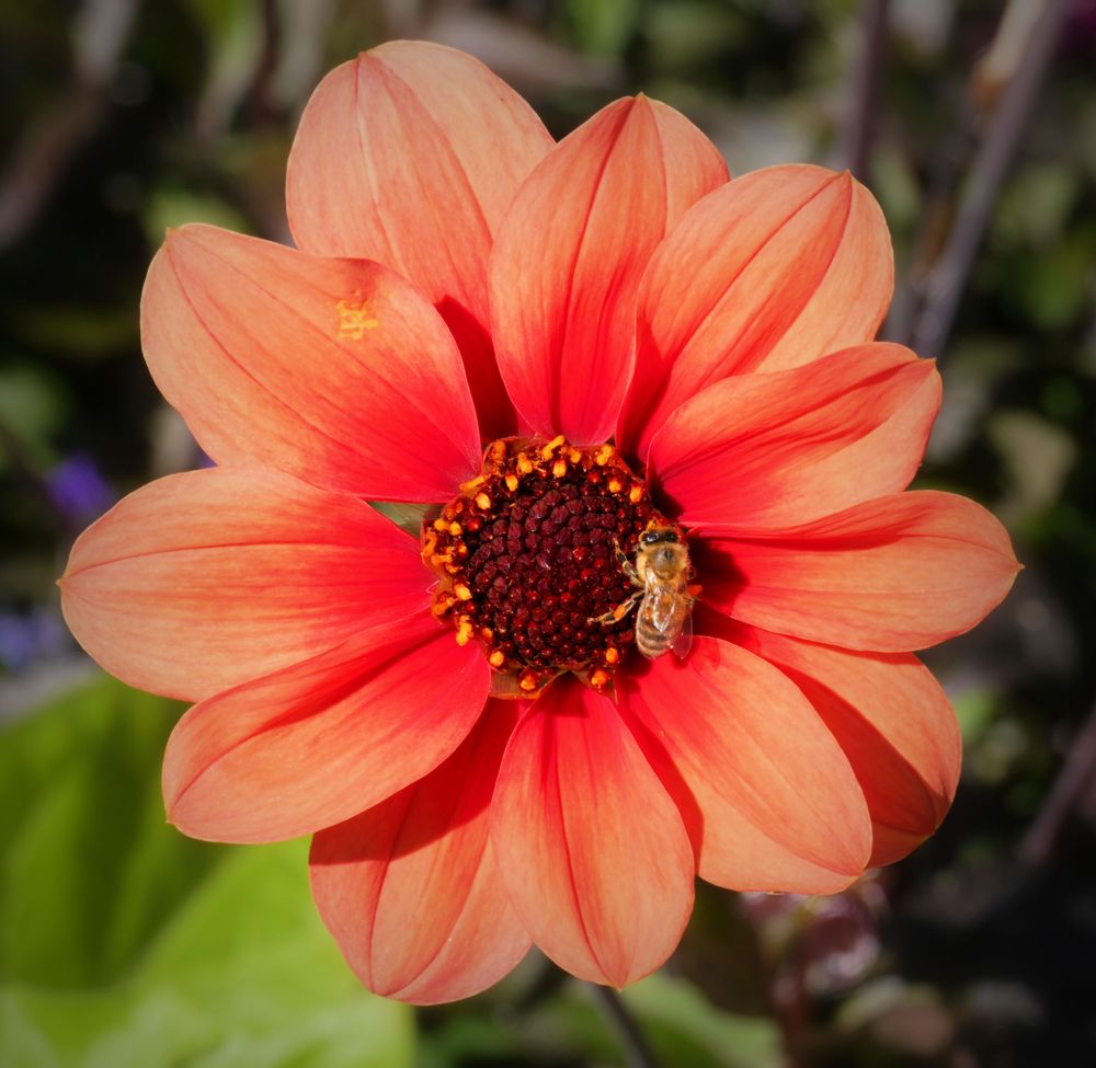 Fauna und Flora Foto & Bild | tiere, wildlife, insekten Bilder auf fotocommunity