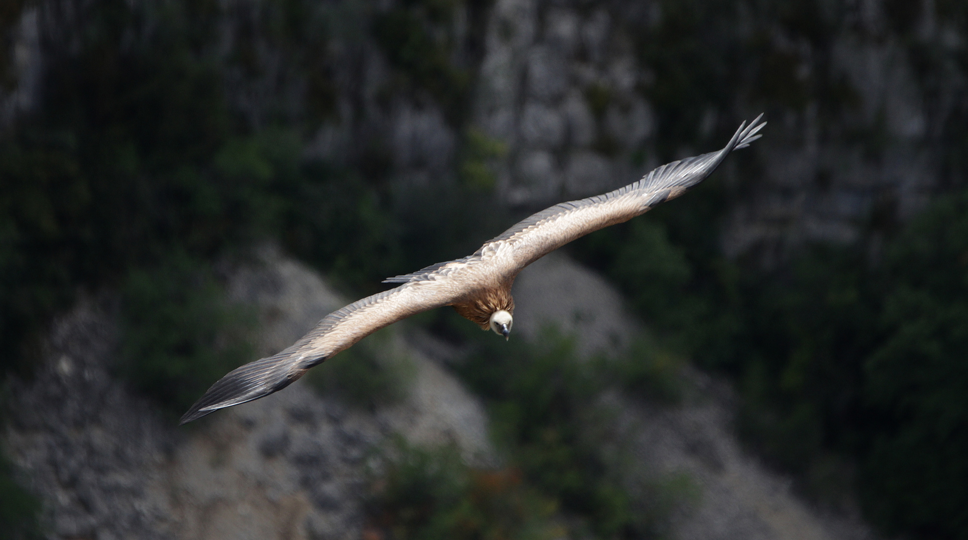 fauve photo et image | animaux, animaux sauvages, oiseaux Images ...