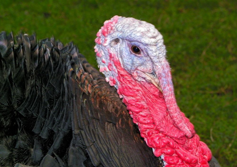 C'est le dindon . - Image & Photo de Joëlle Millet de Gallinacés ...