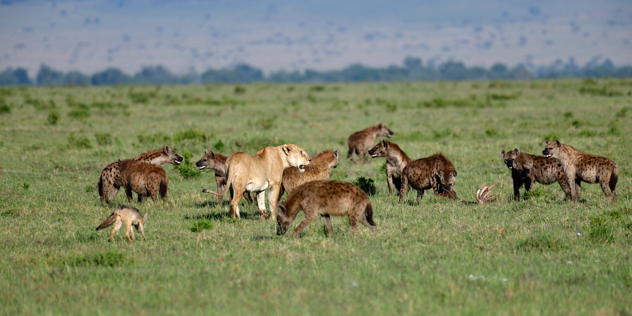 Fearless lioness Foto & Bild | africa, eastern africa, kenya Bilder auf ...