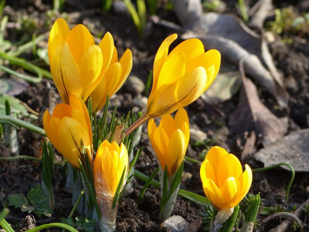 Februar - Frühlingsboten Foto & Bild | pflanzen, pilze & flechten ...