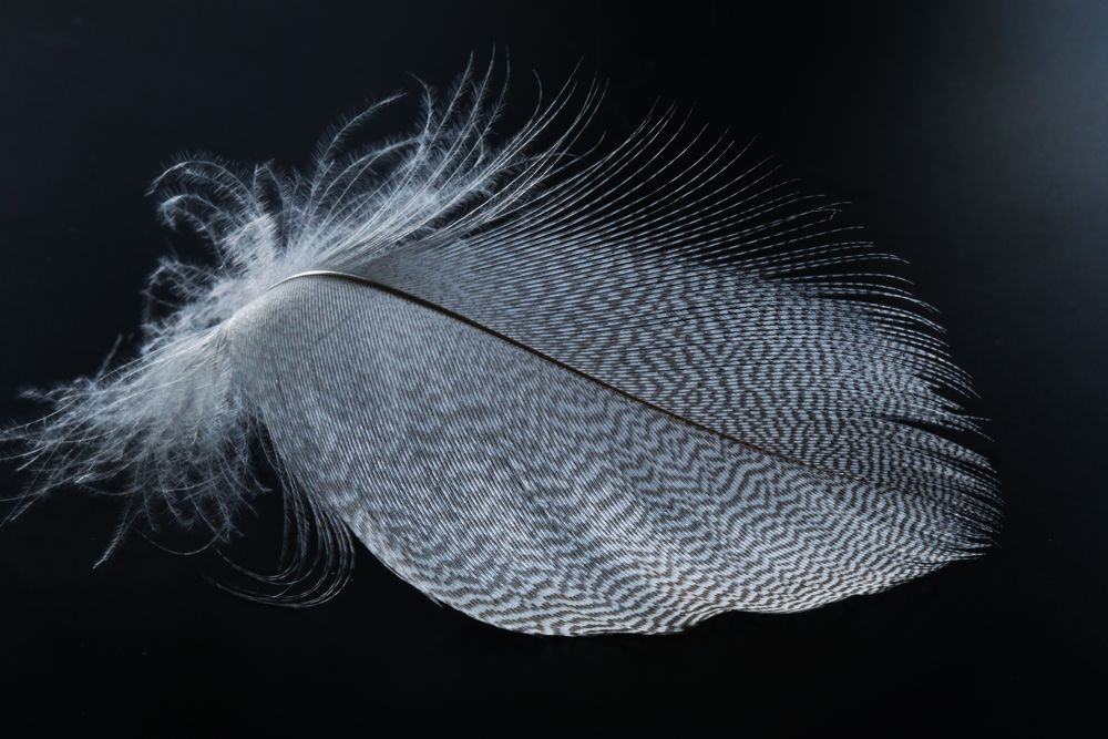 Feder Foto & Bild | feder, natur Bilder auf fotocommunity