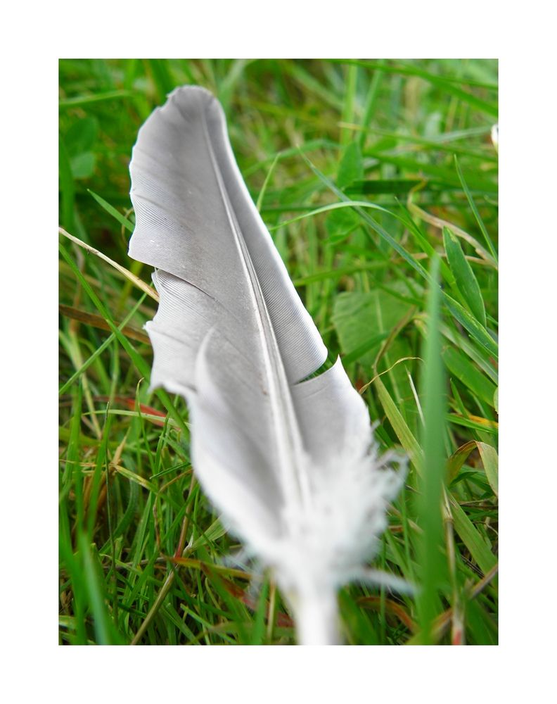 Feder Foto & Bild | anfängerecke - nachgefragt, feder, natur Bilder auf ...