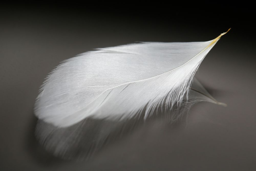 Feder Foto & Bild | stillleben, behälter, feder Bilder auf fotocommunity