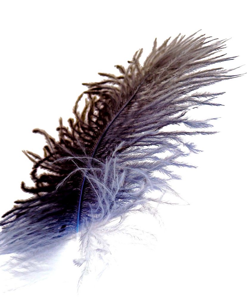 Federn Foto & Bild | natur-kreativ, licht, feder Bilder auf fotocommunity