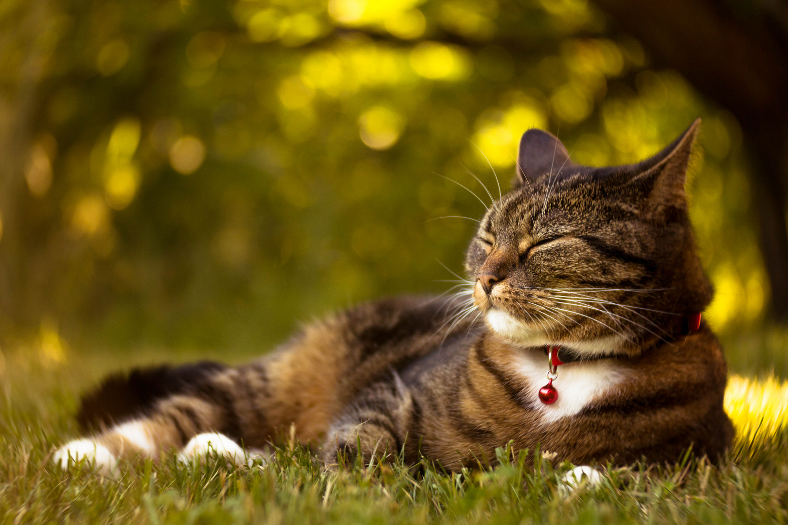 Feel Good Cat Foto & Bild | sommer, lensbaby, bokeh Bilder auf ...