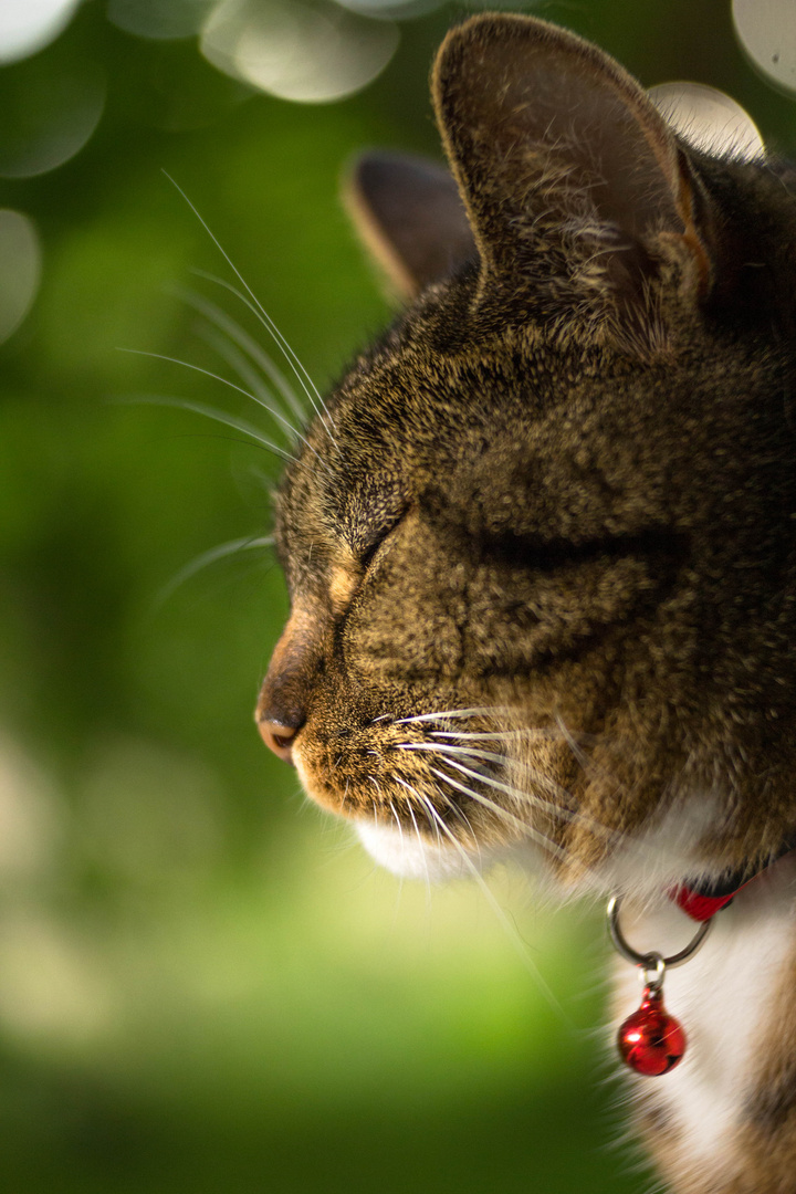 Feel Good Cat No.2 Foto & Bild | cats, lensbaby, natur Bilder auf ...