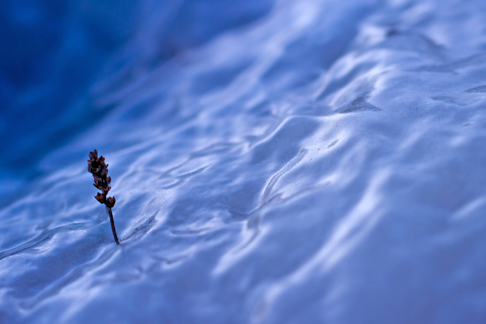 Feeling Blue ...... Foto & Bild | jahreszeiten, winter, natur_tiere ...
