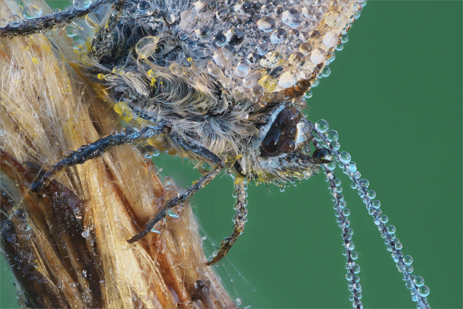 Feenstaub Foto & Bild | makro, natur, herbst Bilder auf fotocommunity