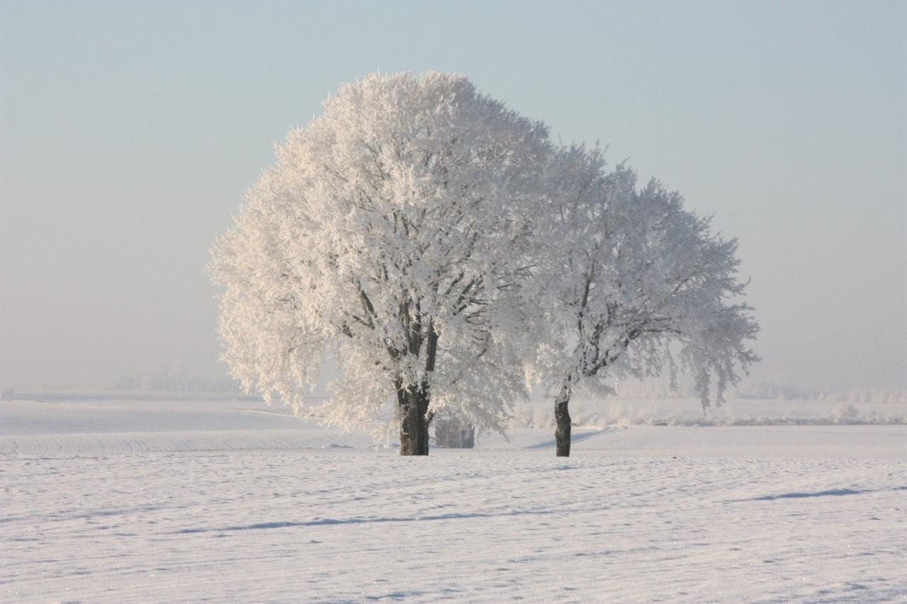 Féerie de l ' hiver ! photo et image | arbres, aspérule, arbre en hiver ...