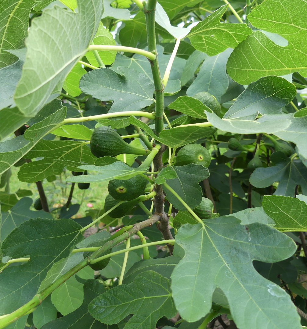 Feige Foto & Bild | pflanzen, pilze & flechten, sträucher, natur Bilder ...