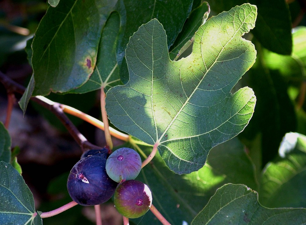 Feige Foto & Bild | europe, france, corsica Bilder auf fotocommunity