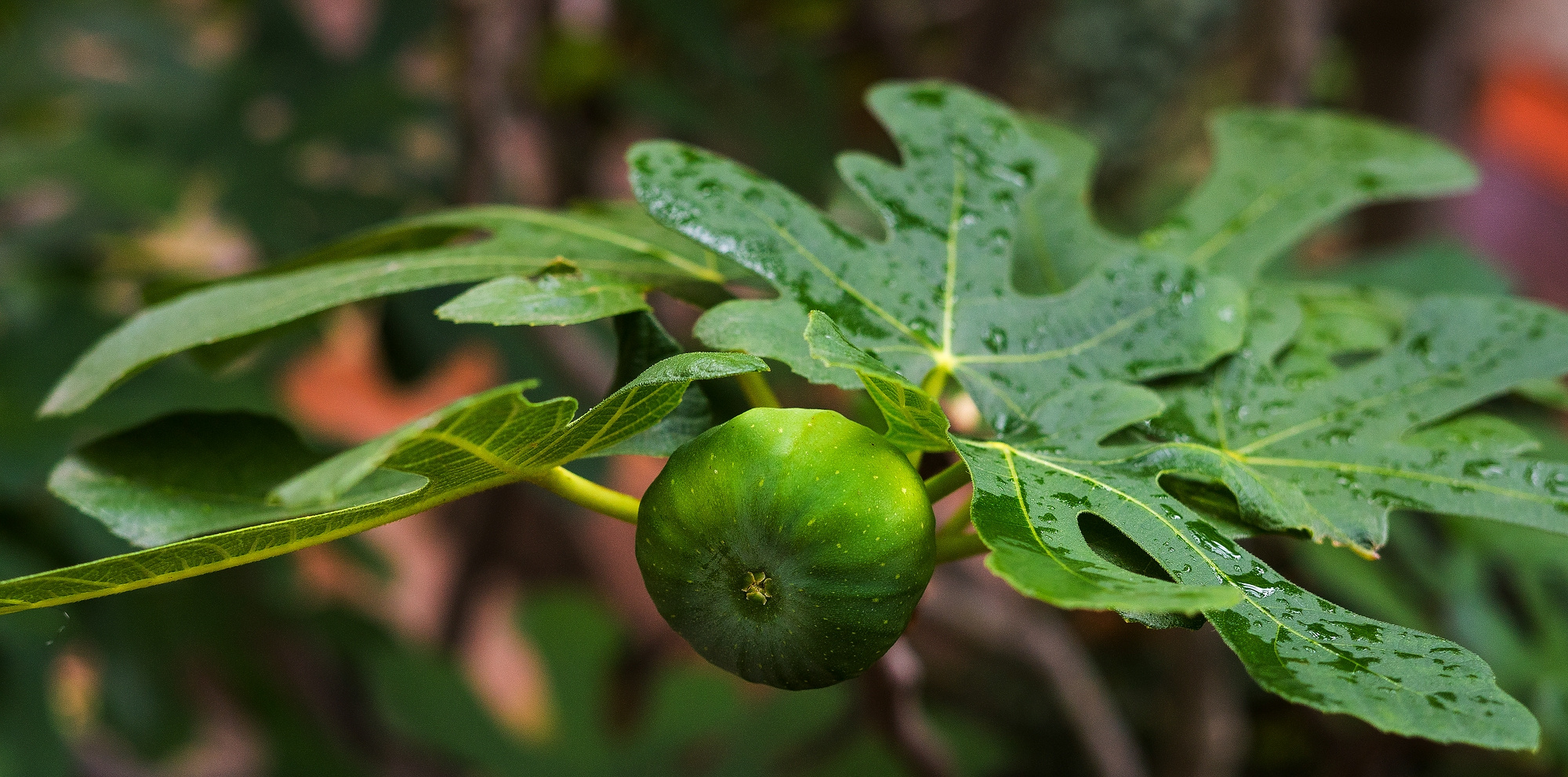 Feige Foto & Bild | pflanzen, pilze & flechten, bäume, natur-kreativ ...